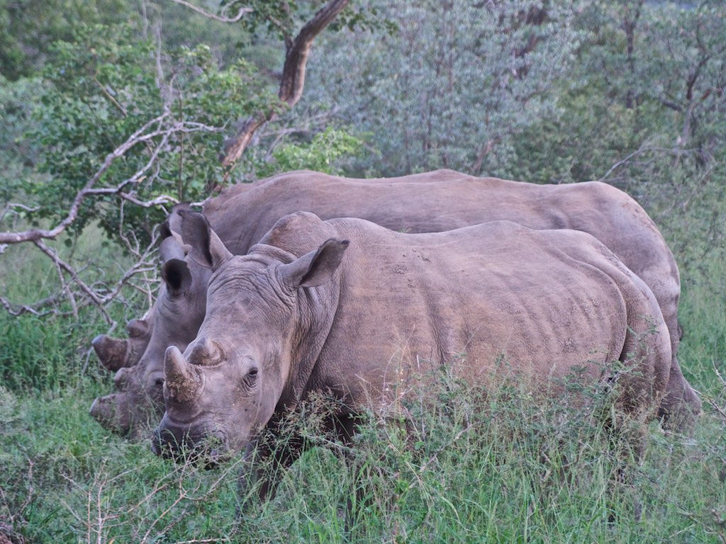 Not "If" but "When" and "How Bad"? | Gray Rhino & Company